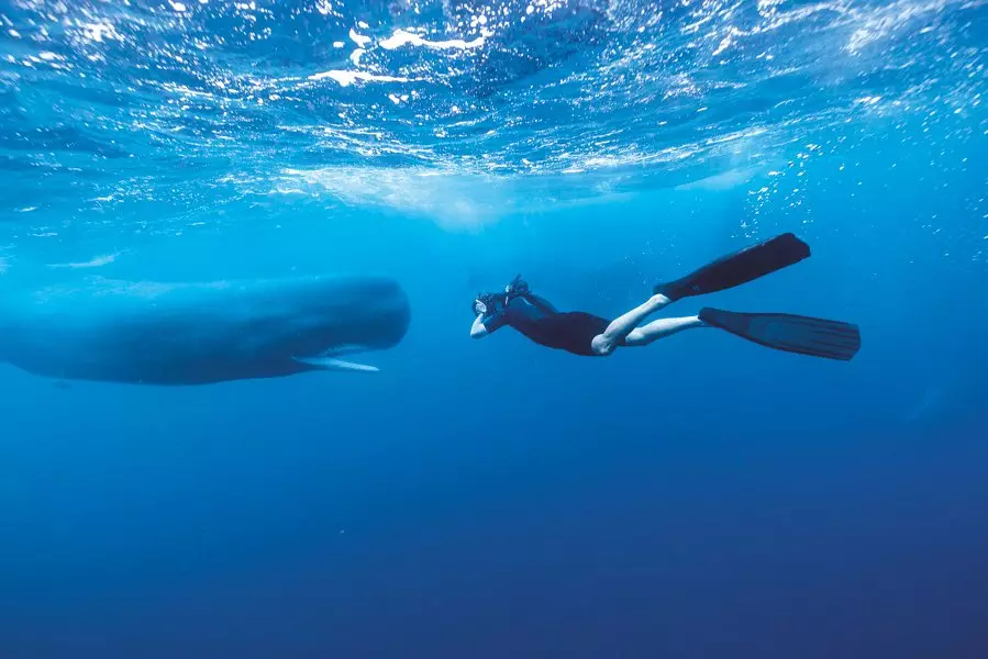 Δεν υπάρχει δικαίωμα να αναστενάζει: ο Scarters παίρνει φωτογραφίες φαλαινών