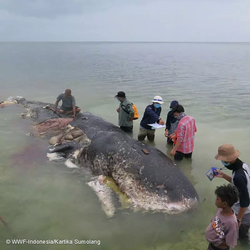 In the stomach of a dead sperm whale found more than a thousand pieces of plastic