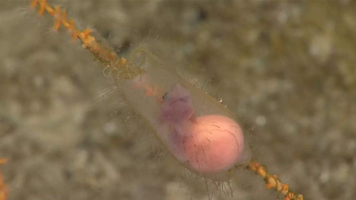 Hvad ser hajembryoen ud? Sjælden video fra bunden af ​​havet