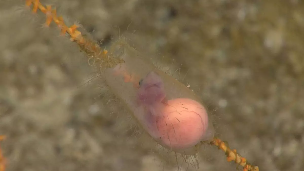 What does the shark embryo look like? Rare video from the bottom of the ocean