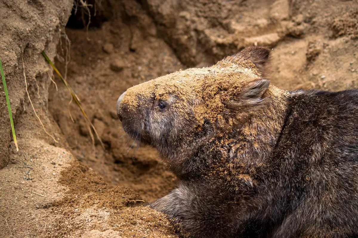 Per què les excrements de wombat en forma de cubs?