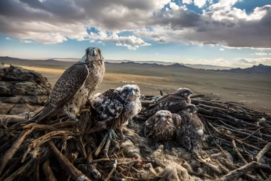 Lords of the sky: how to save the fastest birds on the planet