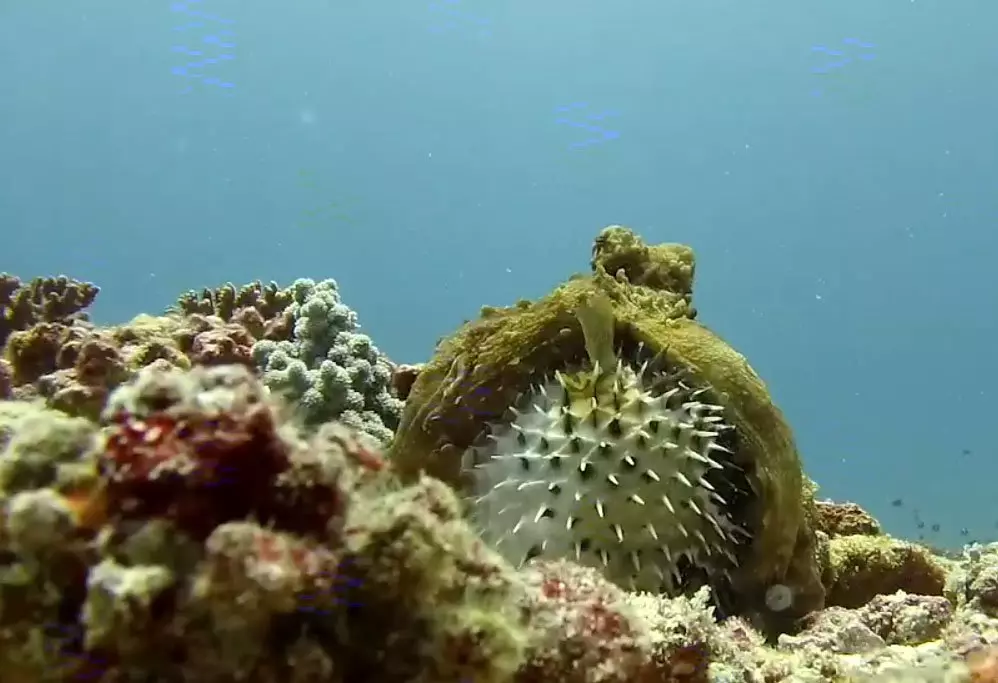 Octopus sa snaží jesť ihly ryby: nebezpečný duel