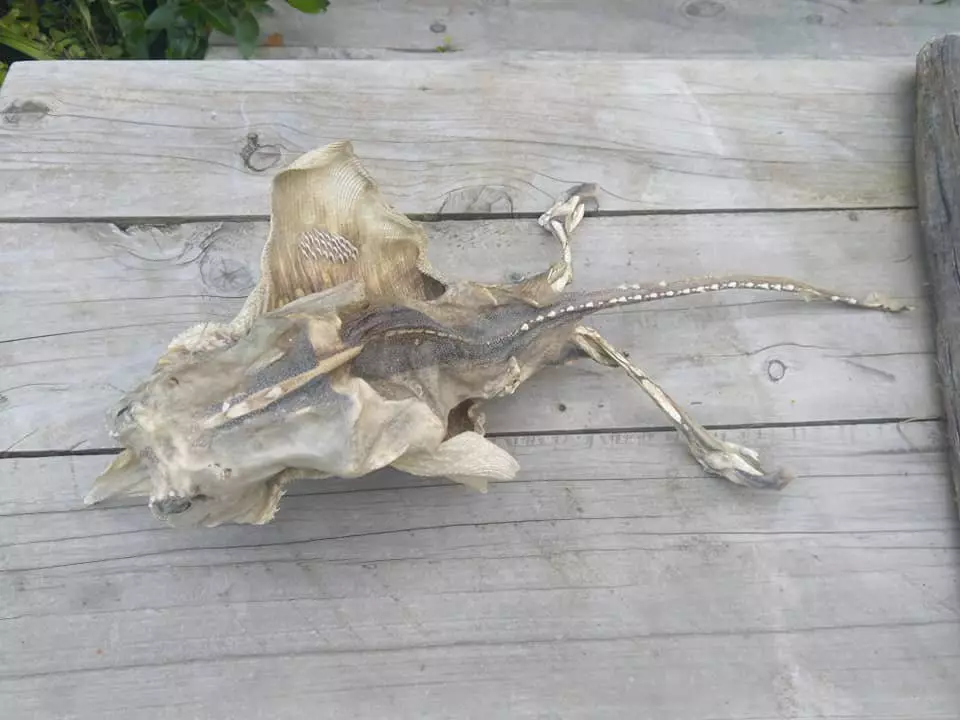 Mystery Skeleton s pobrežím Nového Zélandu