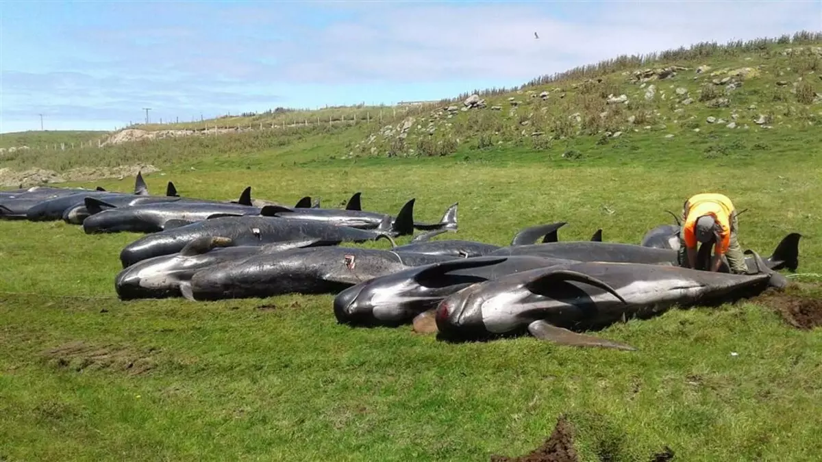 海豚继续在新西兰死亡：另外50名受害者