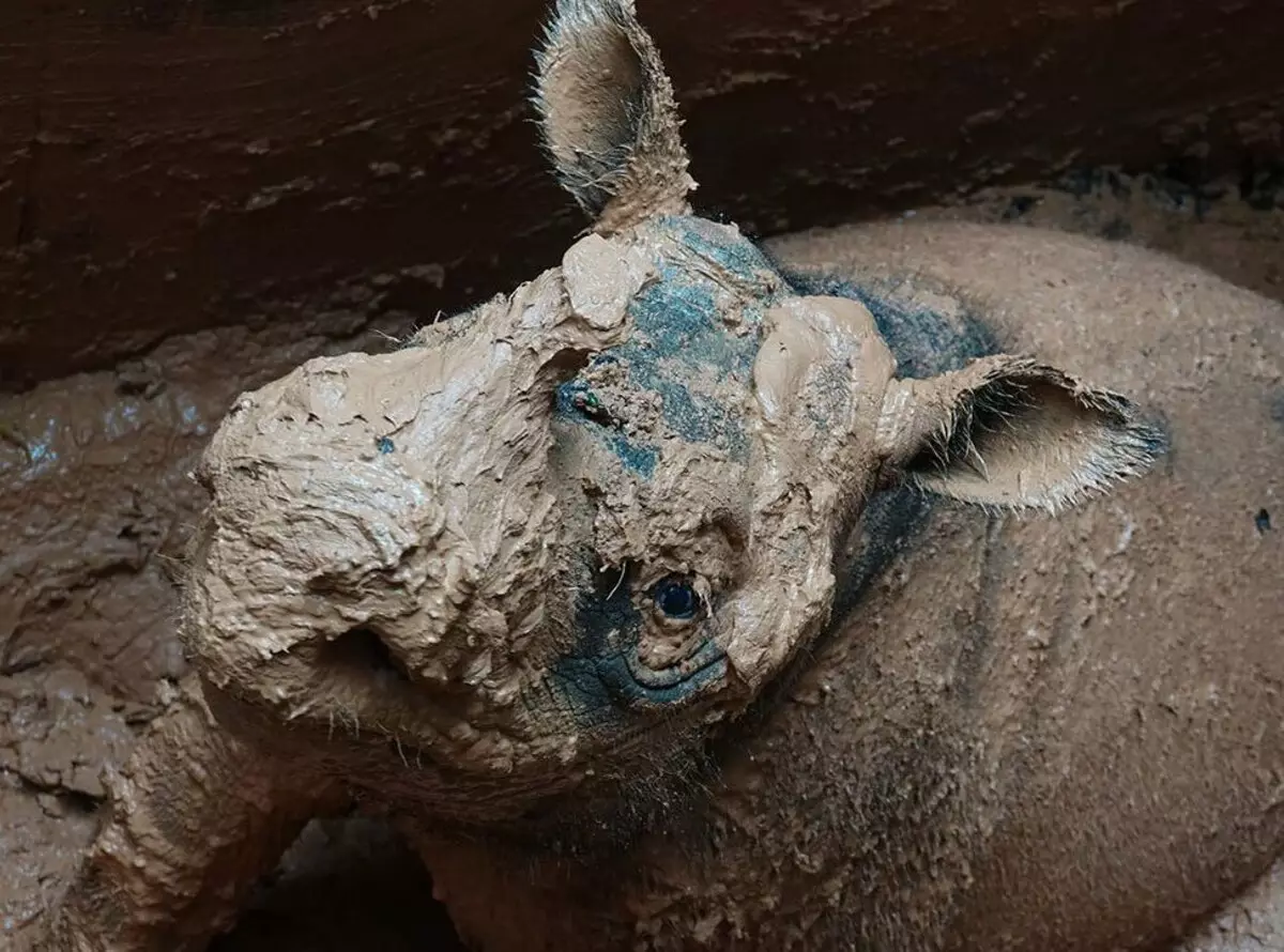 W jaki sposób Rhinos zapisują na Sumatra: wideo