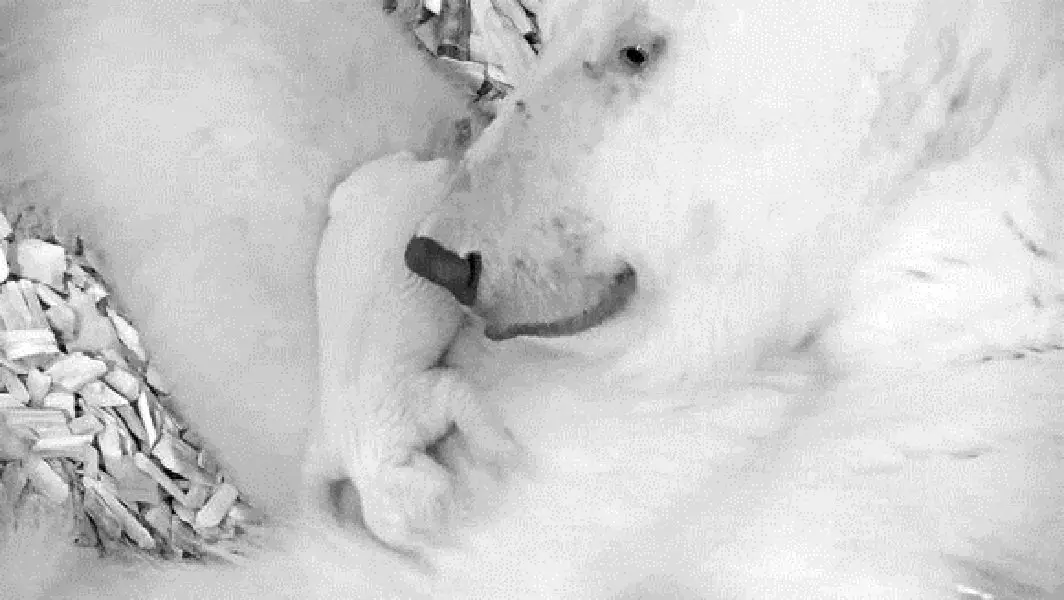 Kako izgleda novorojenček beli medved: video