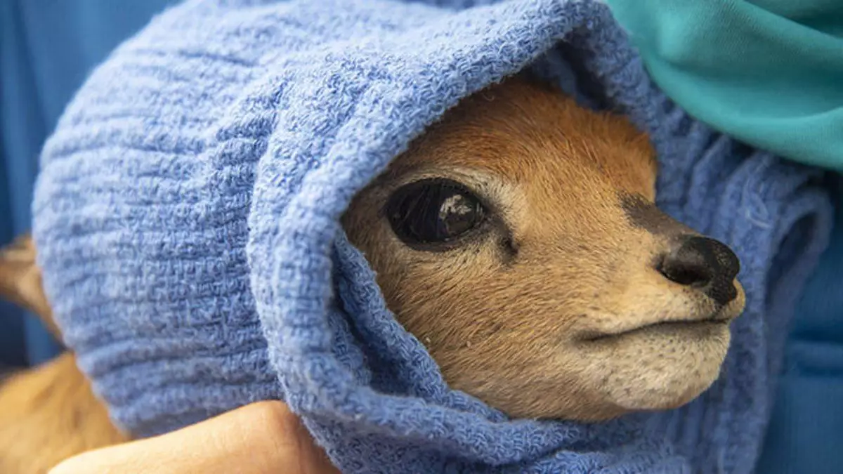 愛らしい赤ちゃんのアフリカのアンテロープはマイアミ動物園で生まれました