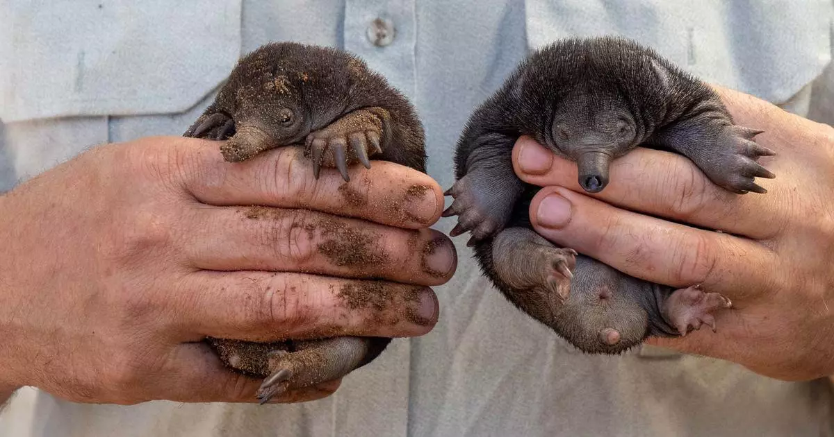 Bêtes fantastiques: echids nouveau-nés dans le zoo australien