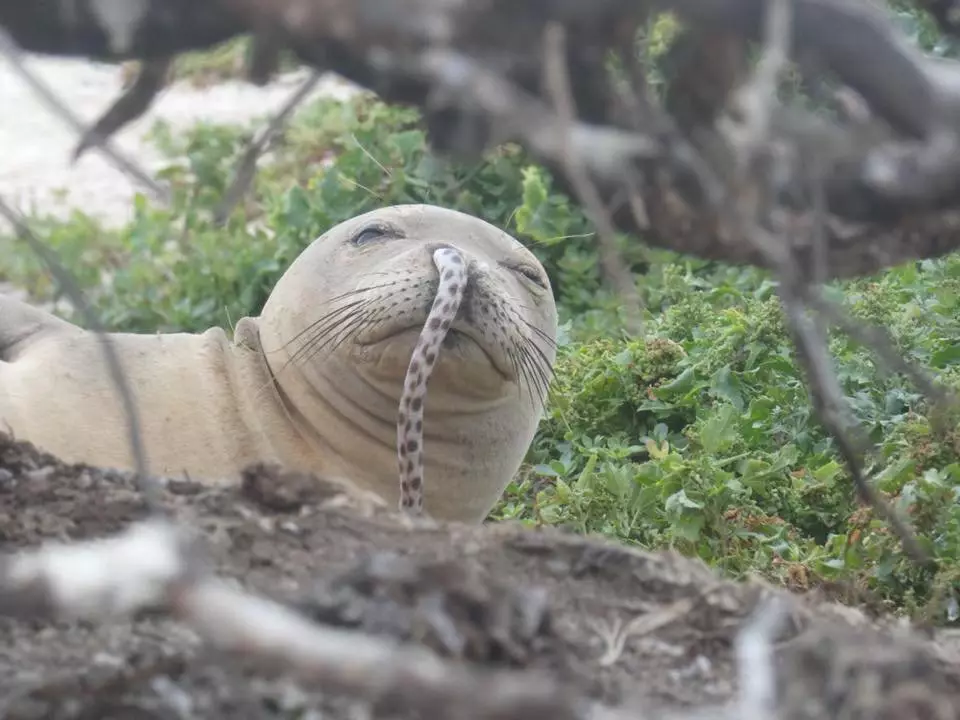 "Doctor, estoy atascado en la nariz pegado" - el problema de las focas monjes
