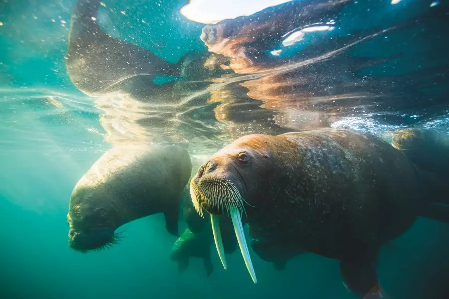 Medio ambiente acuático bajo amenaza: cómo salvar el océano