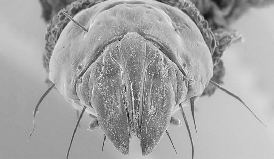 Jaw or Swiss knife? Brutal larvae of Australian murderers