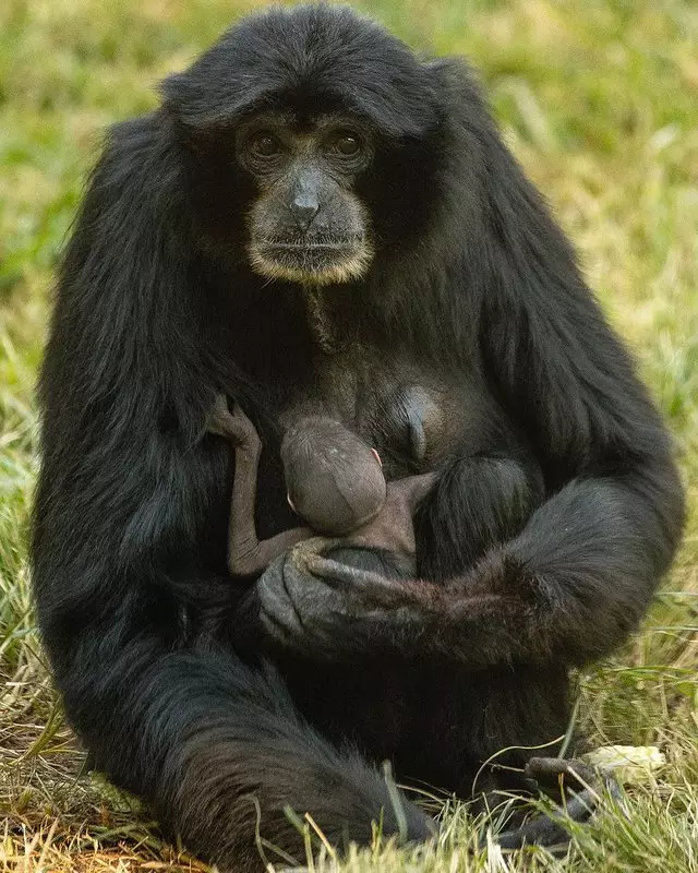 Les fleurs sont capturées: un singe rare apporté une progéniture dans le zoo de San Diego