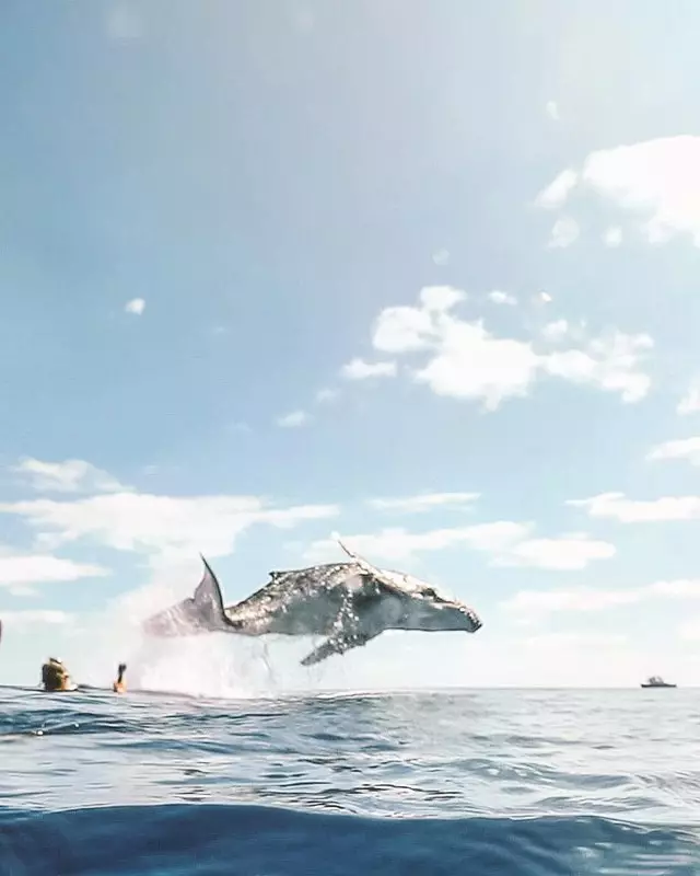 Chiten hopper ut av vannet: video fra forsiden av dykker