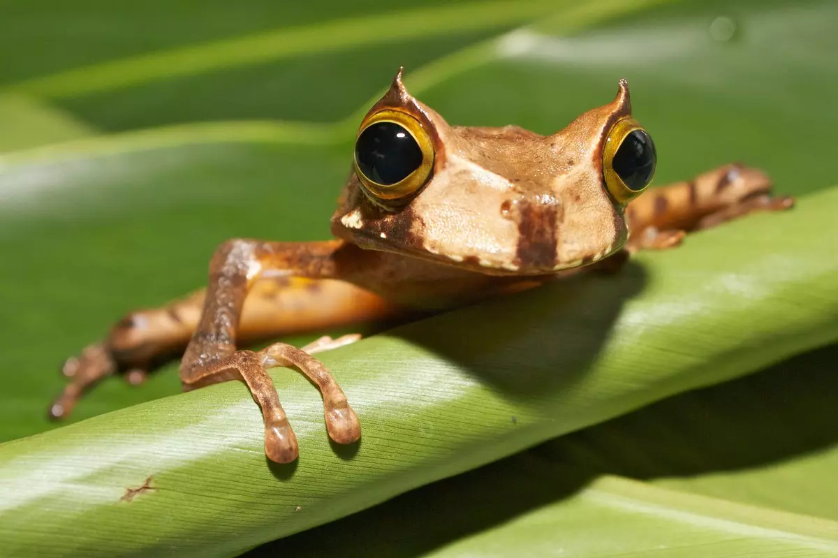 Weere nwuchapu nwere mpi-ulo ọzọ dị na ọhịa nke Ecuador