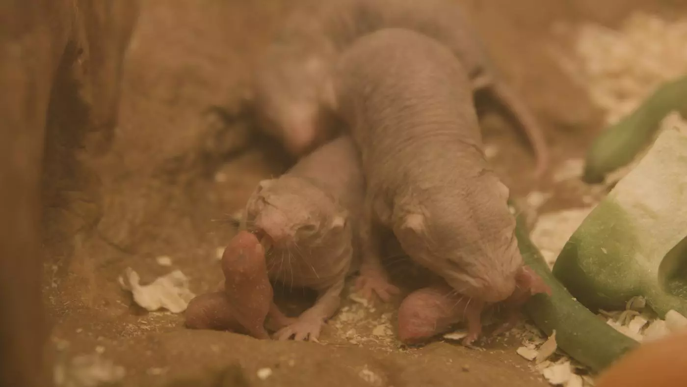 Fermele goale s-au născut în grădina zoologică americană: video