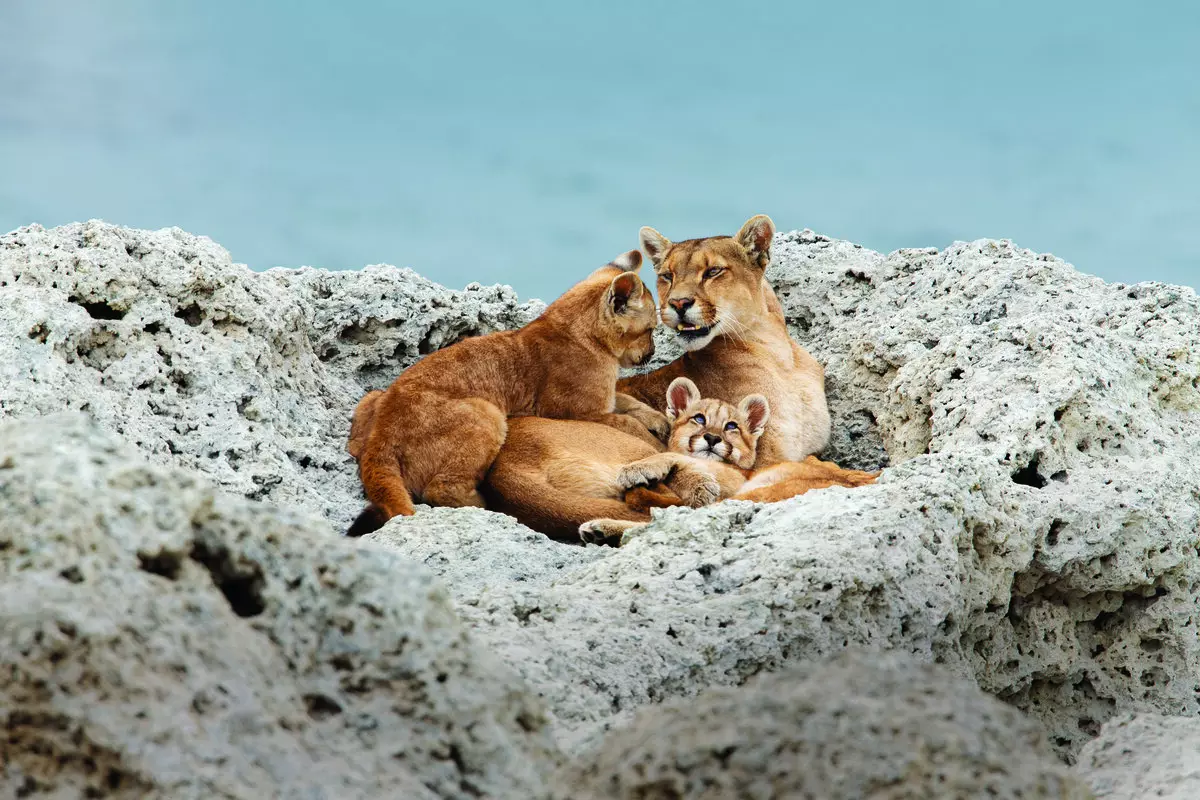 Puma Patagonya: onların ekoturizm onları koruyacak mı?