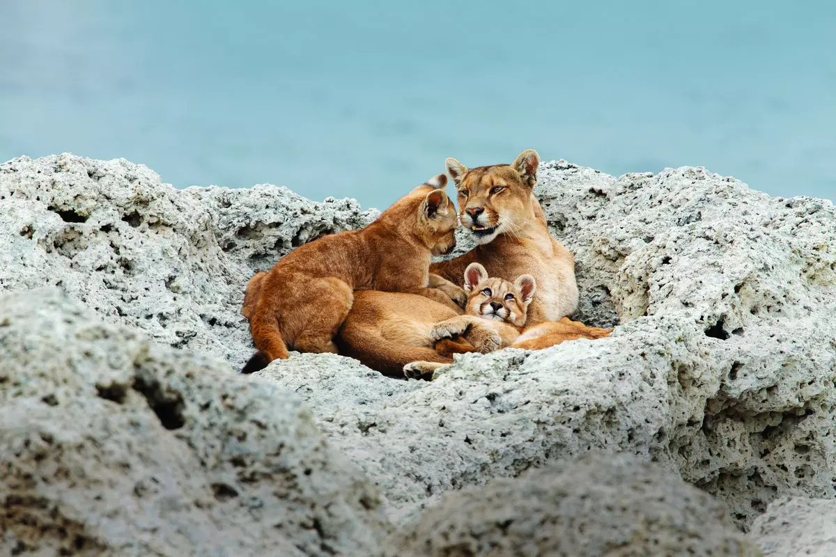 PUMA PATONOGONIA: அவற்றின் ecotourism அவர்களை பாதுகாக்கும்?