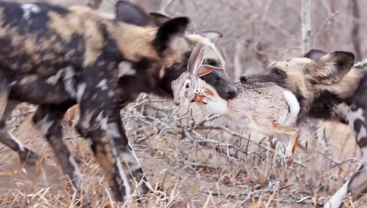 Përzierje brutale e qenve guienovoid: video