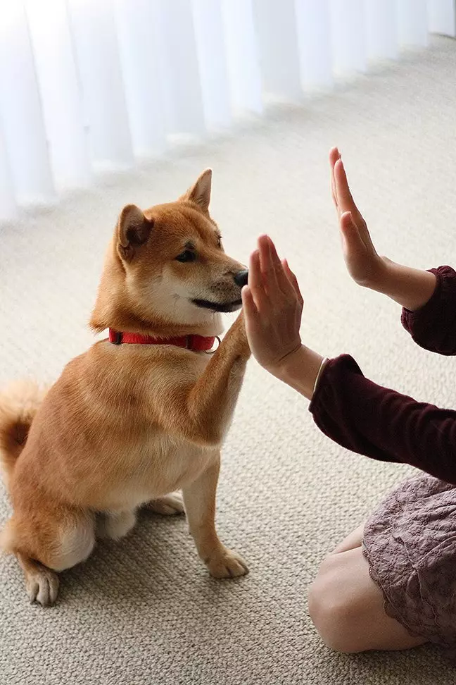 "Il peut également y avoir la peur et la douleur": en Russie, une loi sur la manipulation responsable des animaux