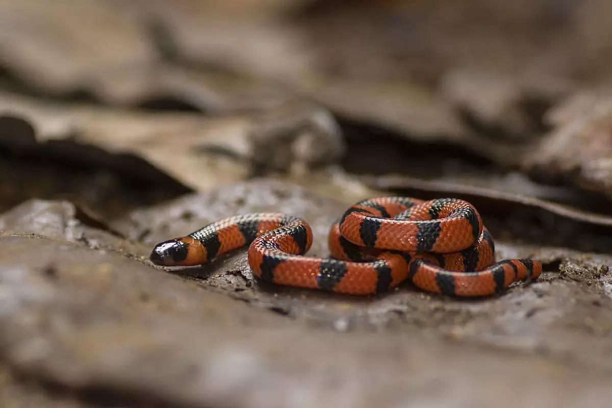نئی پرجاتیوں کا سانپ دوسرے سانپ کے پیٹ میں دریافت کیا گیا تھا