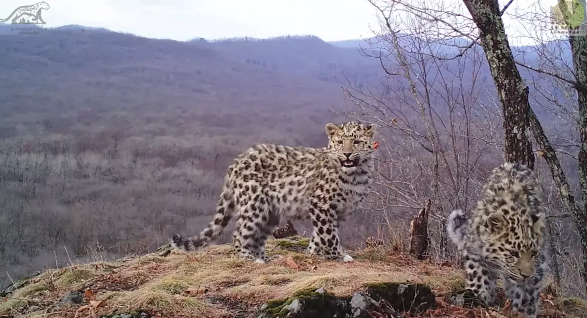 Dálný východní Leopard setkání: Video