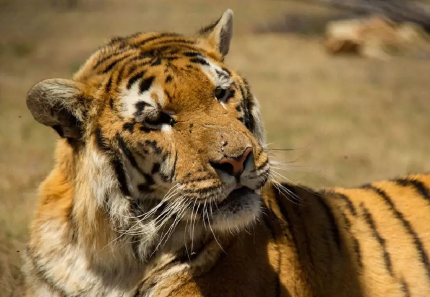 Als Tiger lieft elo, gefollegt vun der "schlëmmster Zoo Welt": Video
