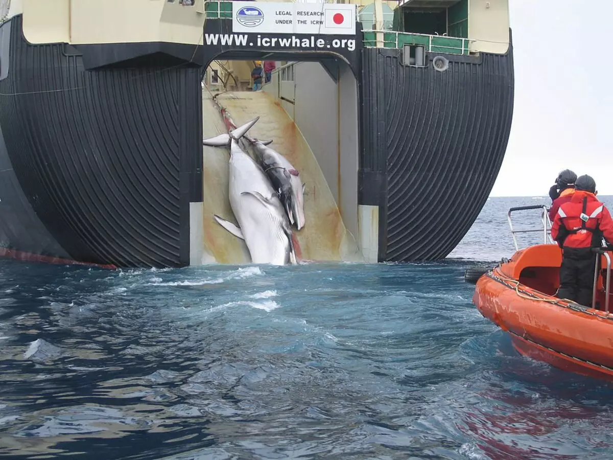 Japan sal amptelik hervat walvisvangs visvang