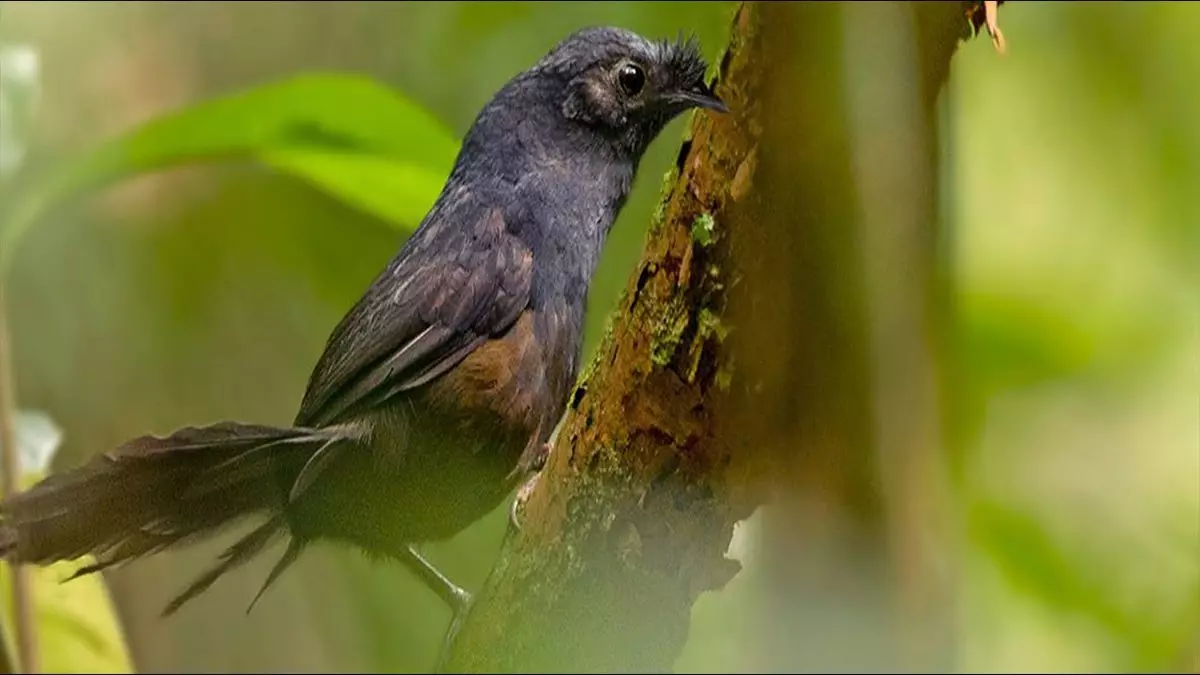 Topacolo insaisissable: L'oiseau rare est remarqué au Brésil