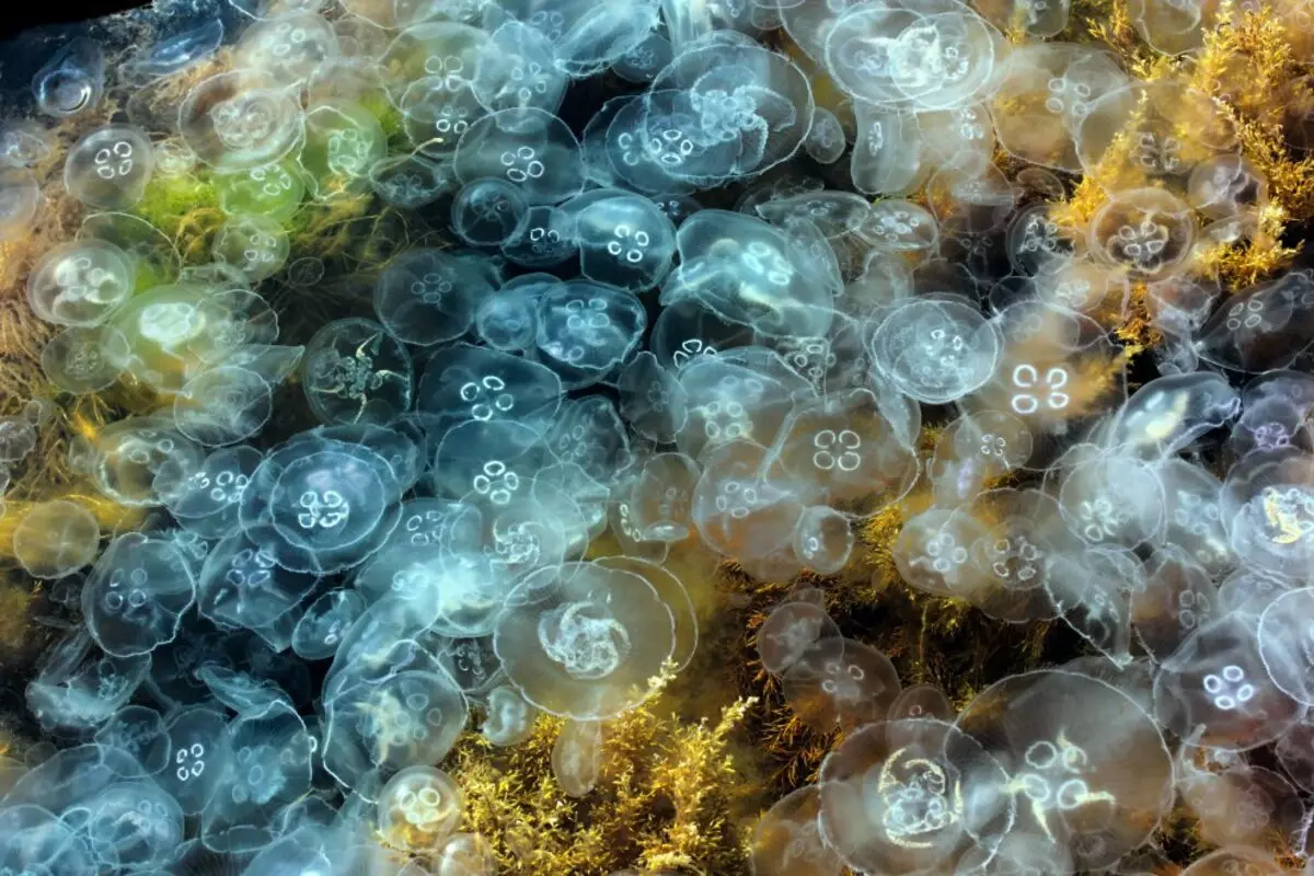 Medusa užfiksuoja pasaulinį vandenyną: tai, kas ji yra kupina