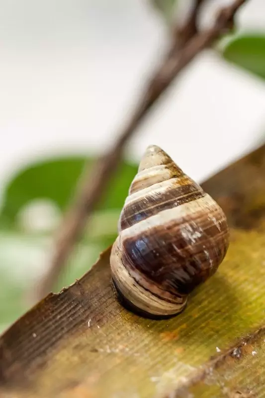 El último caracol de una especie rara murió en Hawaii.