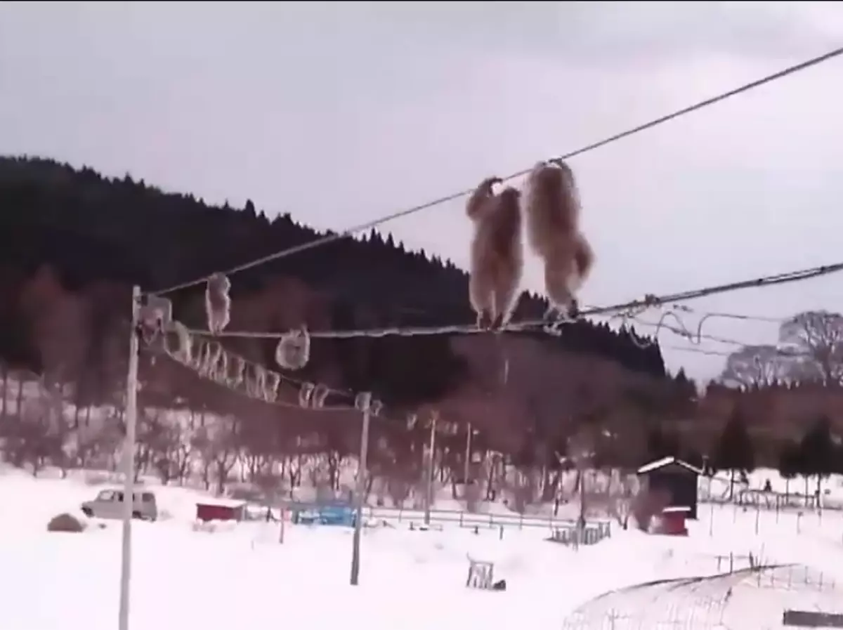 Macaak achi Japan adayenera kukhala oyenda, kuti asamasule ma paws