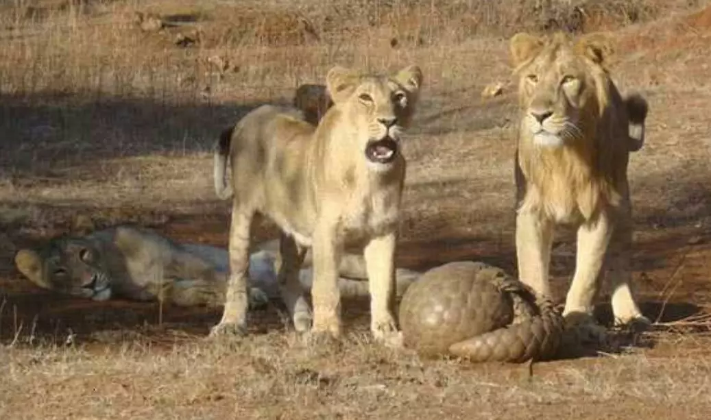 Lejon pangolina att äta försök: video