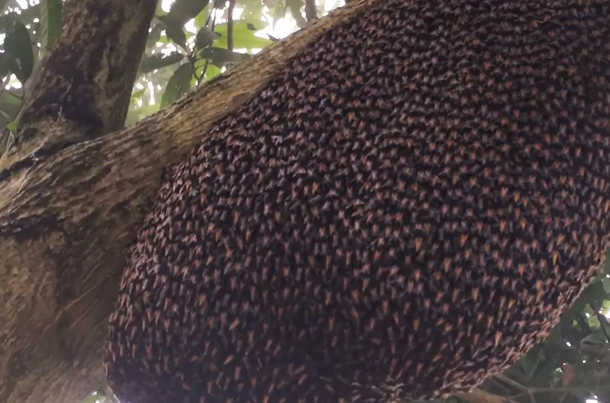 Bee Wave: Miksi he tekevät sen?