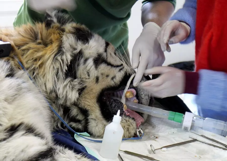 Tikhon og tannlæknar: Ævintýri Tiger á "Earth Leopard"