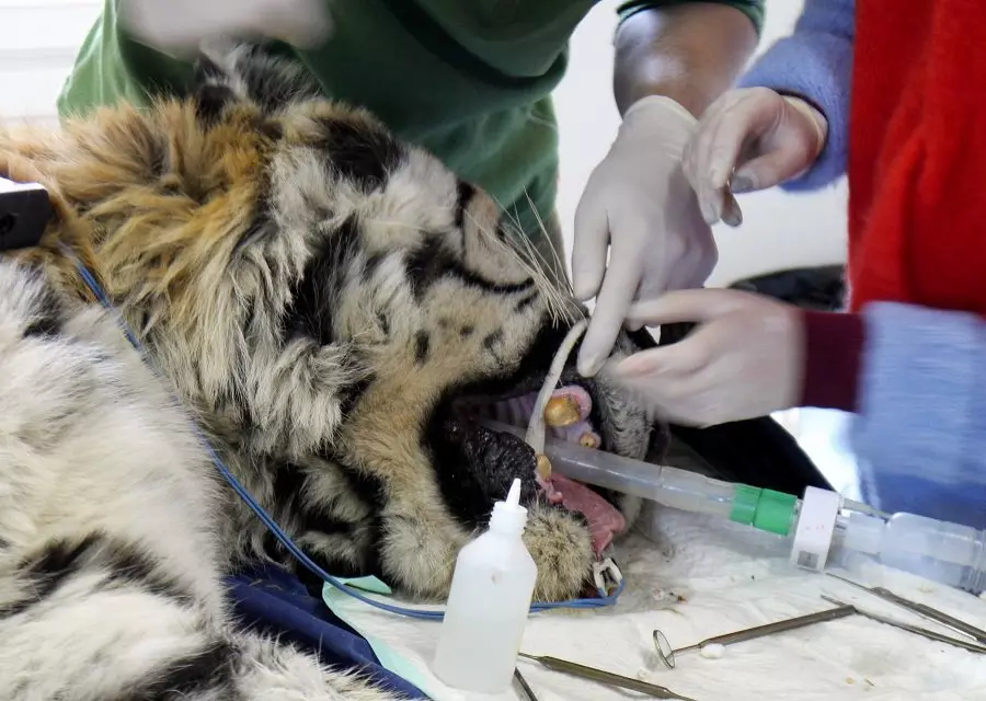 Tikhon y Dentistas: las aventuras del tigre en la "Tierra del Leopardo"