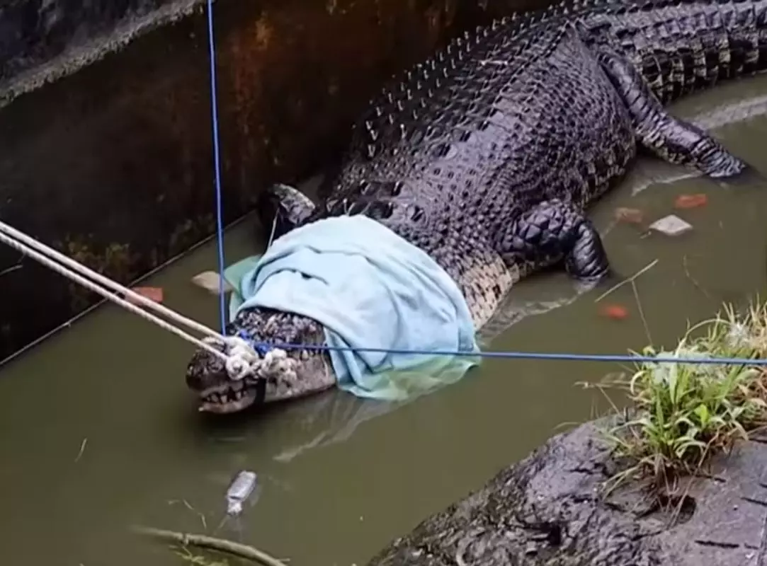 Bi neqanûnî di nav crocodile laboratorê de jinek zindî kir