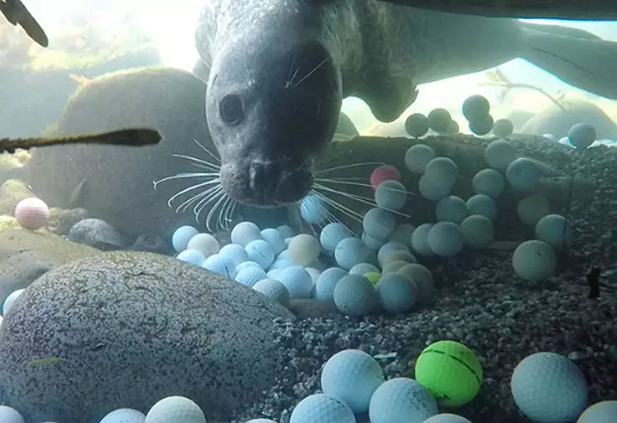 Voluntarii colectează tone de bile de golf din partea de jos a Oceanului Pacific: Video