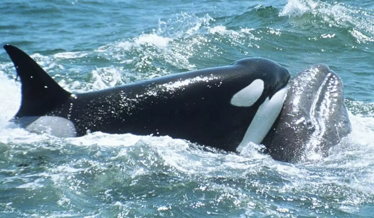 Горбачи Козатоктан жас сұр кит сақтайды: Видео