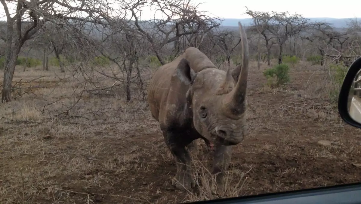Rhino raast op in auto mei toeristen: Fideo