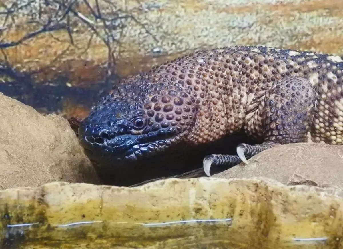 Yadozub mexicana - Primer Ministre de l'zoològic de Moscou en l'Any Nou