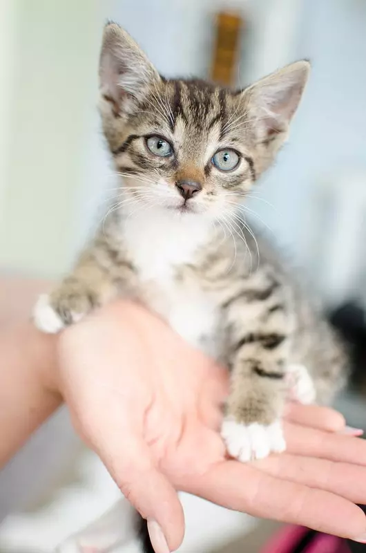 Het meisje was verlamd vanwege de zorg voor de dakloze kat