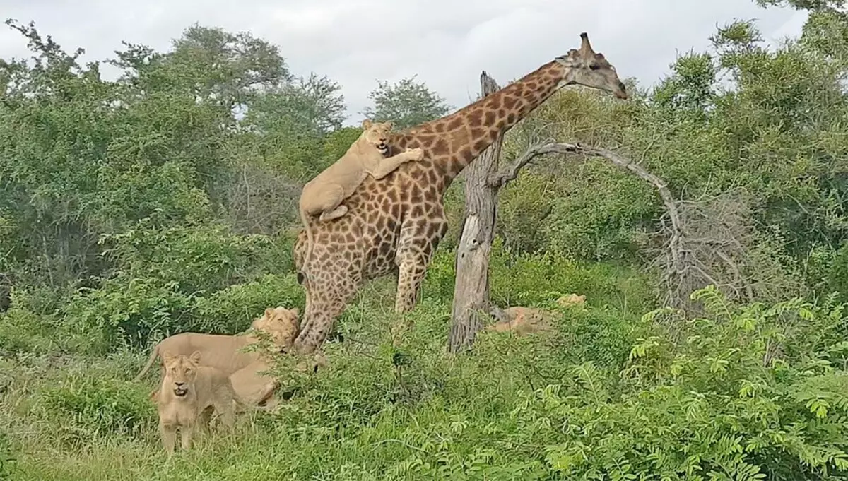 La Leonoj selis la ĝirafon, sed restis malsata: Video