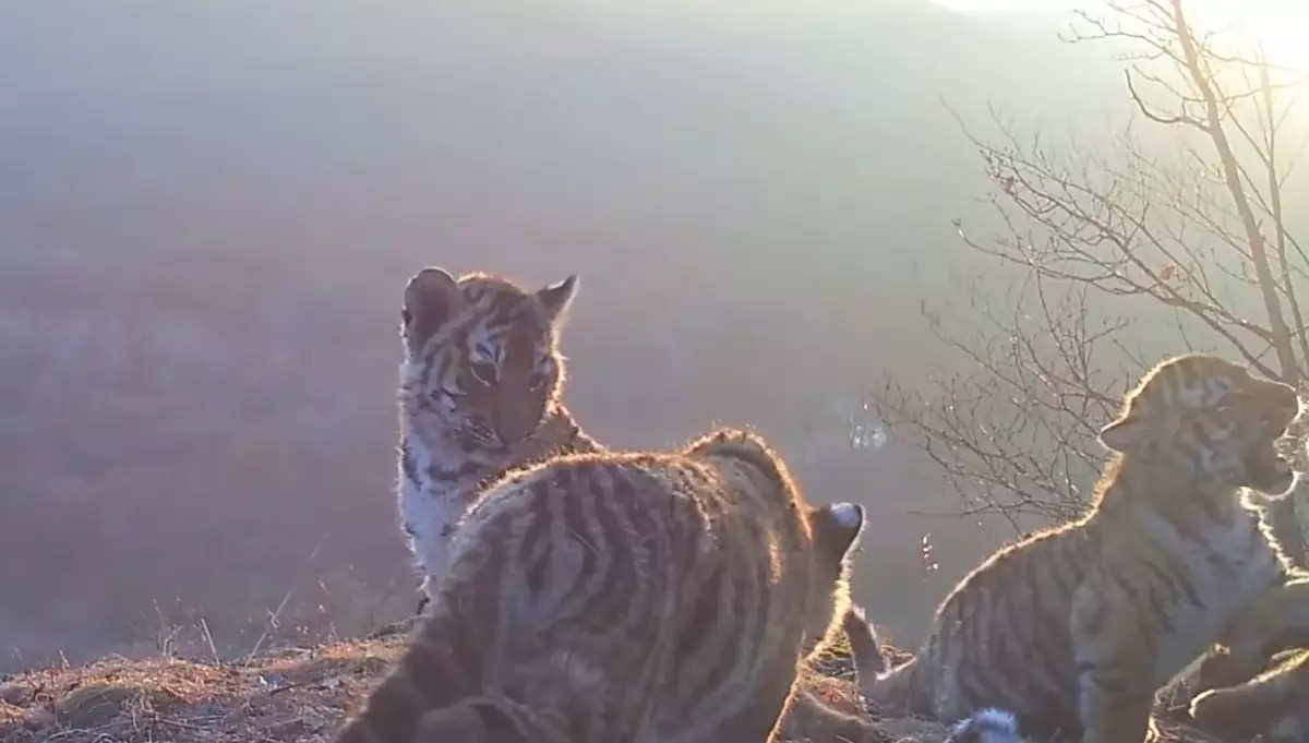 Kopshti me shirita: Katër tigër tigër nga "Land Leopard" së pari goditi videon