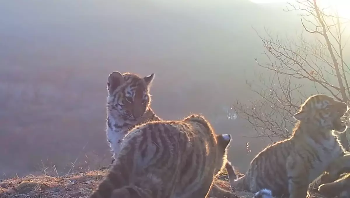 Striped Vrtci: Štirje Tiger Tiger iz "Leopard Land" najprej udaril video