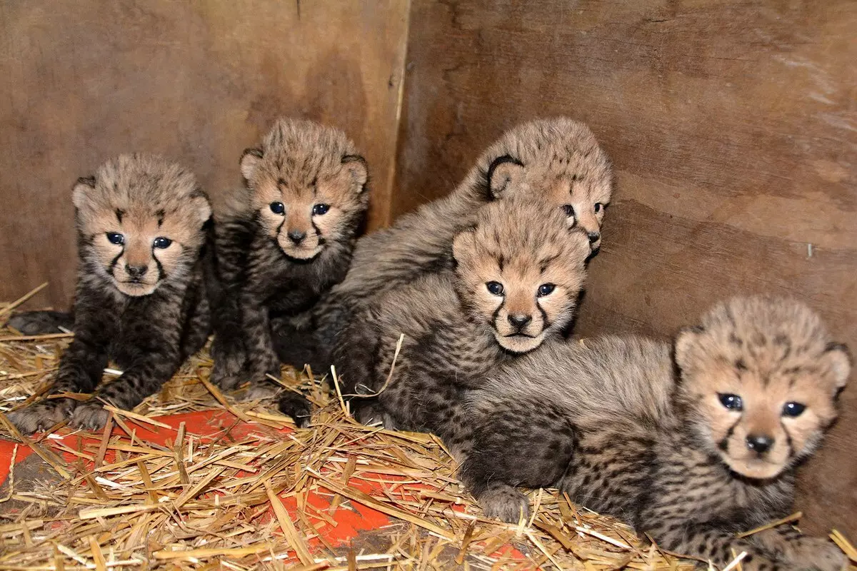 Immediatamente 7 chepaditi sono nati in Virginia Zoo