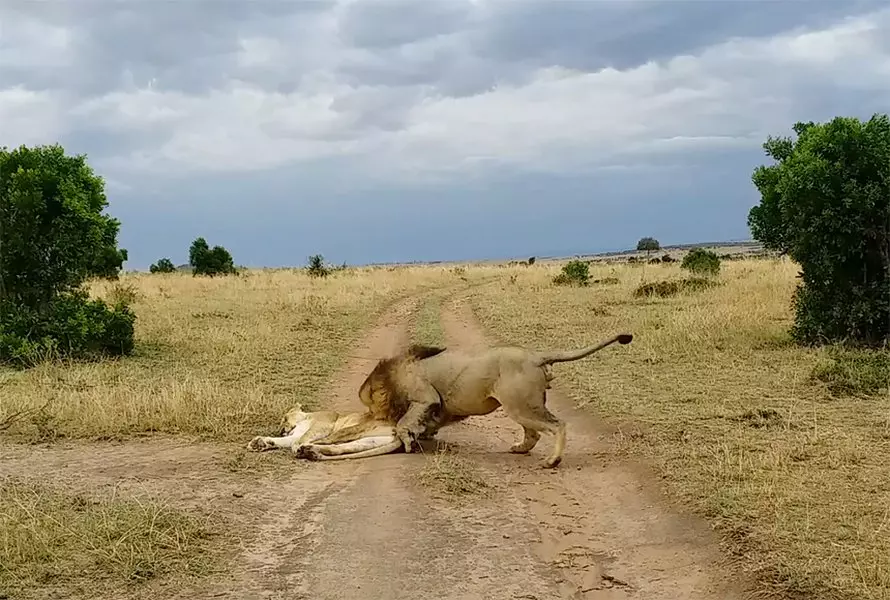 Kā ne Wake Sleeping Lionitsa: Video