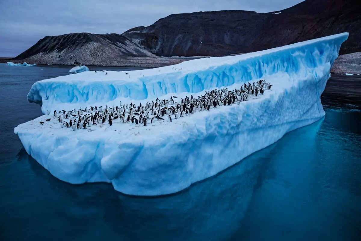 अंटार्कटिका वाढणे