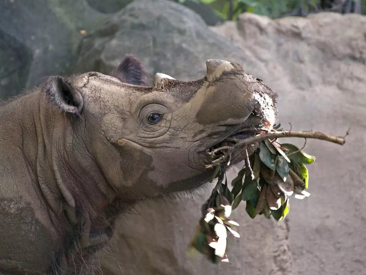 Sumatran Rhino: Vivo ĉe la Verge