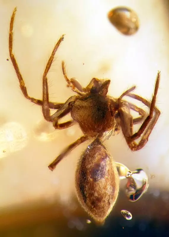 Vědci objevili staré pavouky, kteří si zářili oči
